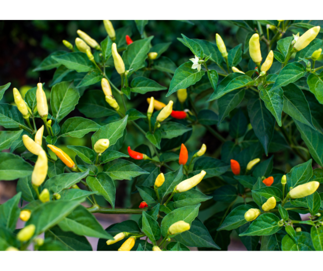 The Fiery Legacy: A History of Tabasco Brand Pepper Sauce